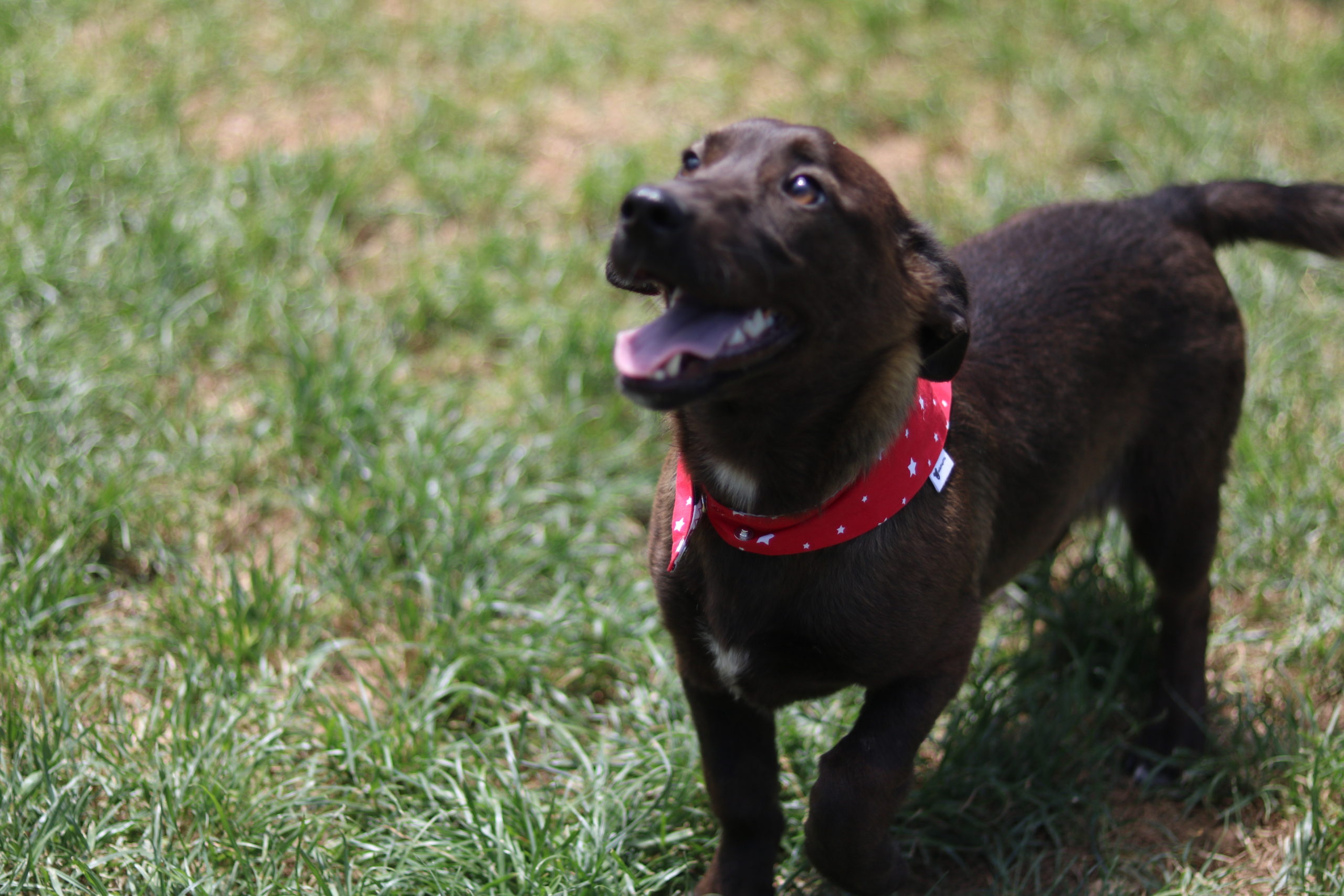 Choco Moco [ADOPTED] - Pawesome Enthusiasts