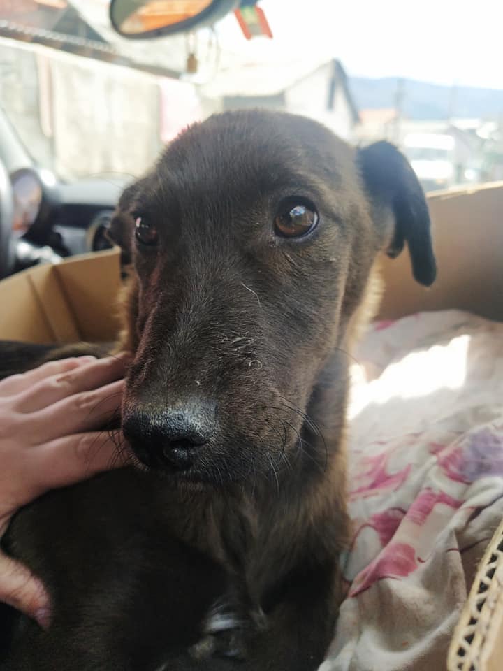 Choco Moco [ADOPTED] - Pawesome Enthusiasts